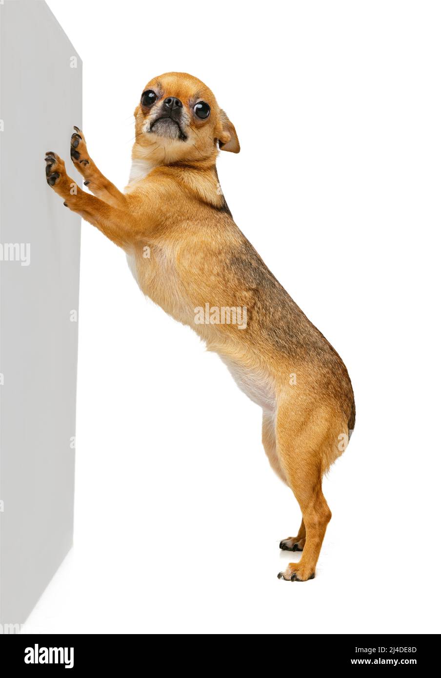 One little dog, golden color chihuahua posing isolated on white studio ...