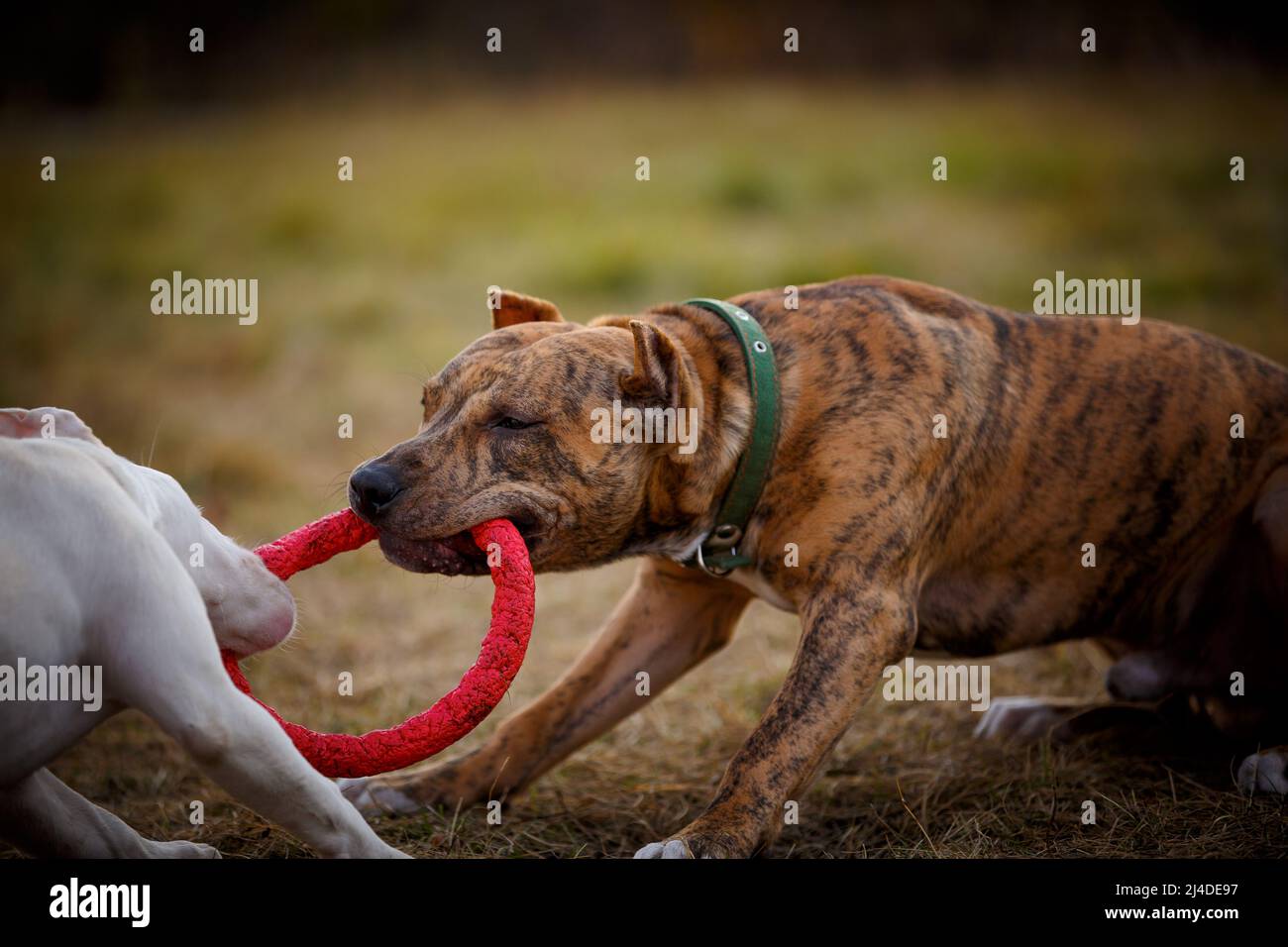 Pit bull and bull terrier dogs pull the toy Stock Photo - Alamy
