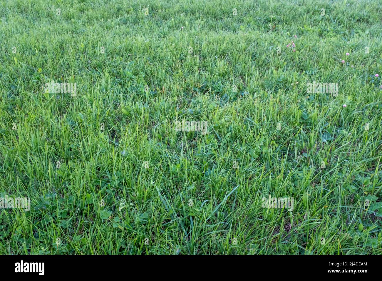 Background from trimmed lawn, top view. The texture of the mown green ...