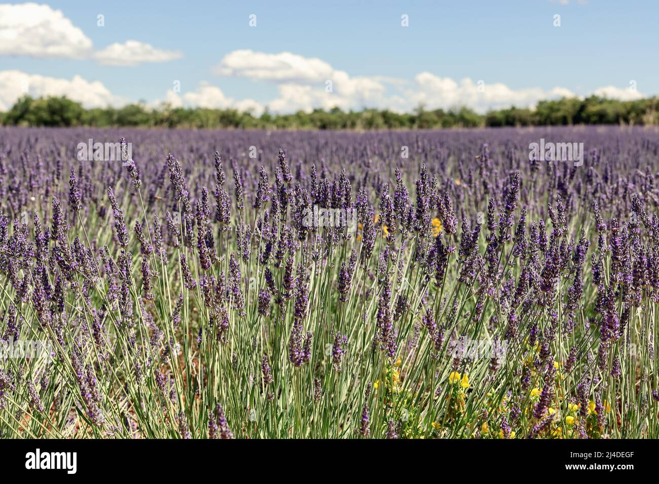 Invasive species with yellow flowers Creeping Buttercup Latin ...