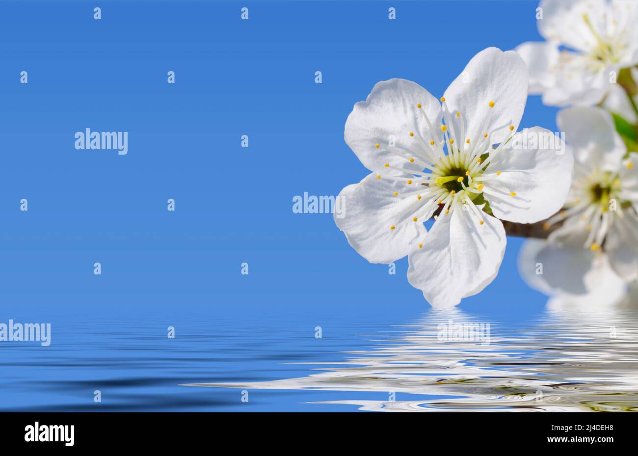 Branch with flowers over water hi-res stock photography and images - Alamy