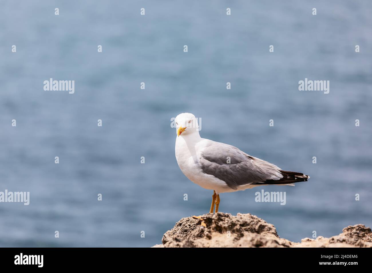 Small curious silver seagull on rocks along Biarritz city looks at the ...