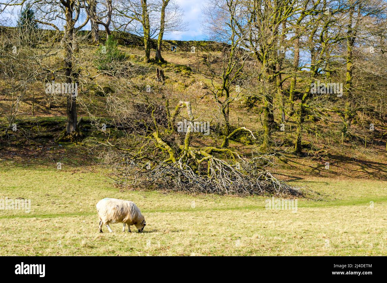 Storm damage in the country, English Lake District with fallen tree in ...