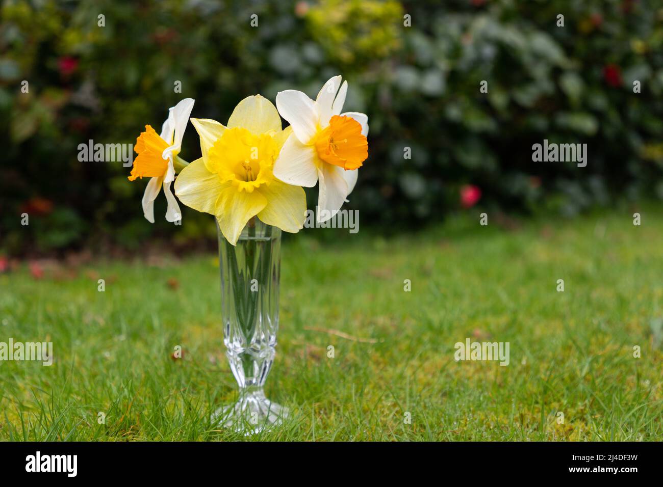Daffodils or narcissus flowers in a glass vase in a natural setting ...