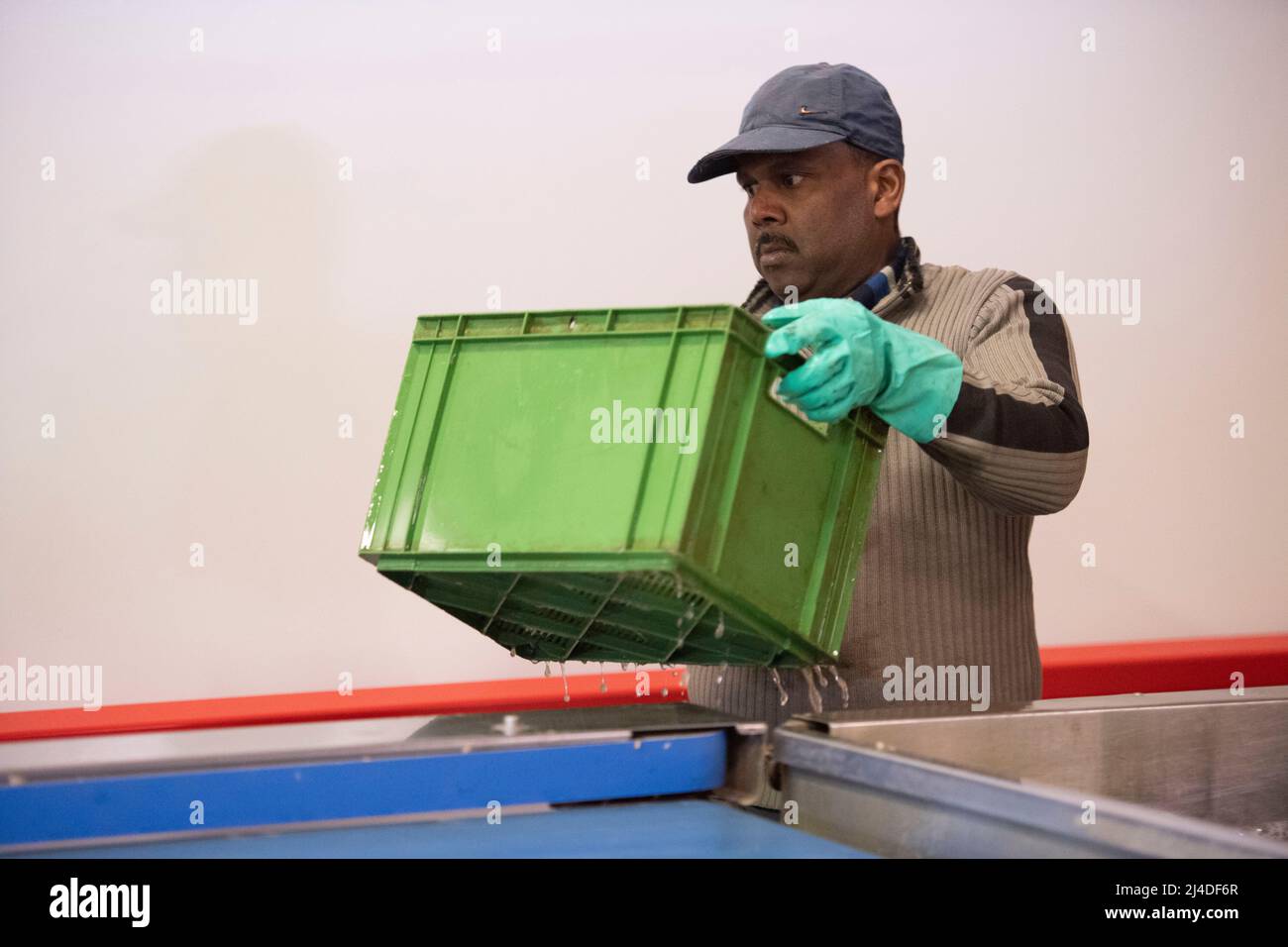 A harvest worker places asparagus on a conveyor belt, Prime Minister ...