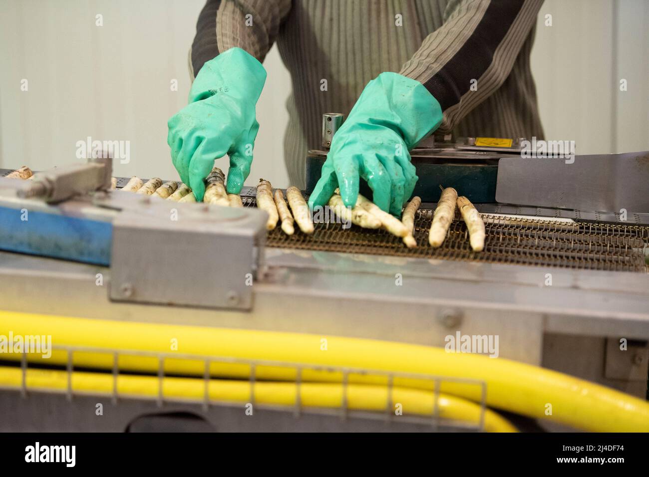 A harvest worker places asparagus on a conveyor belt, Prime Minister ...