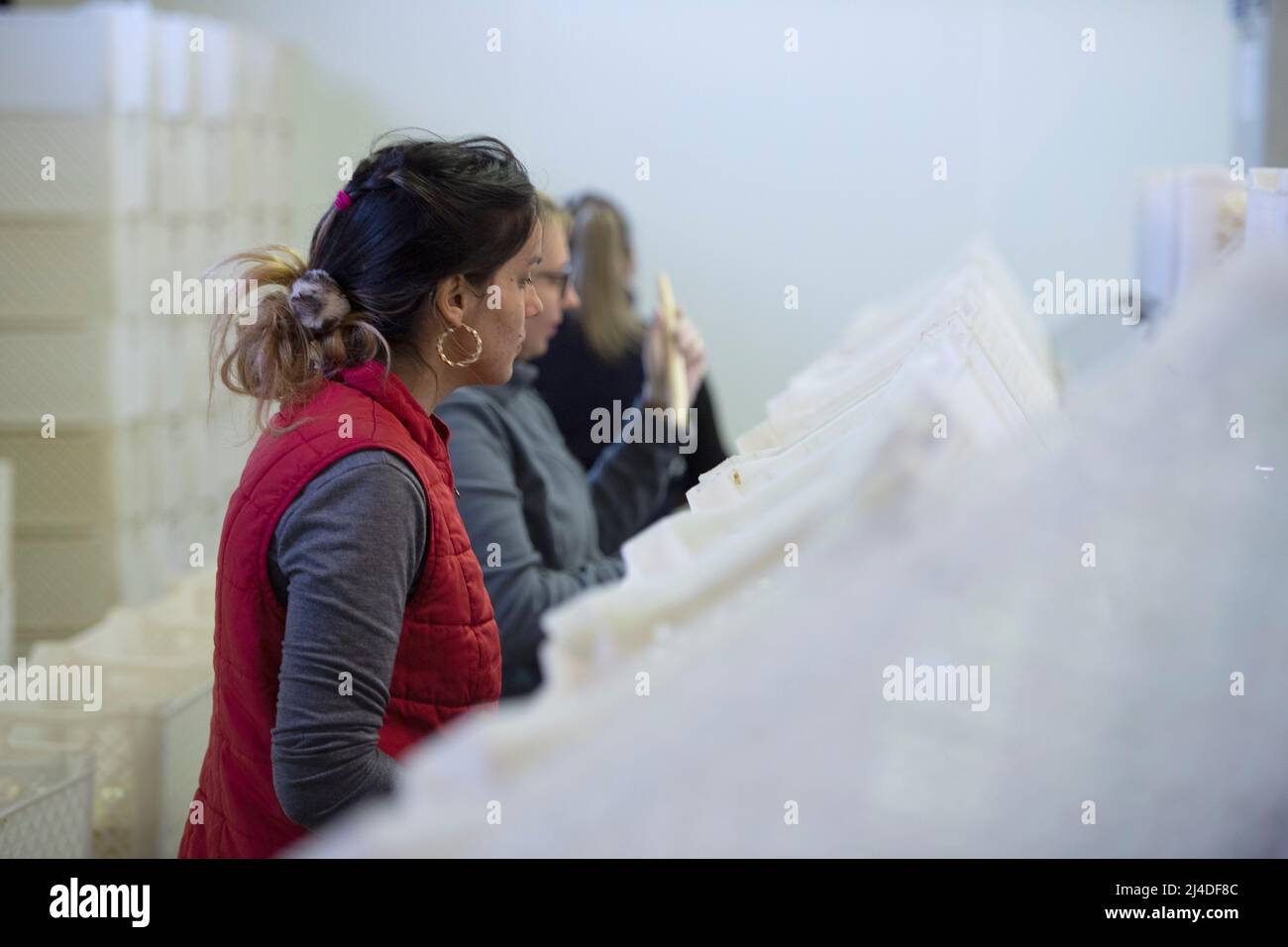 Harvest workers process asparagus, Prime Minister Henrik WUEST visits ...