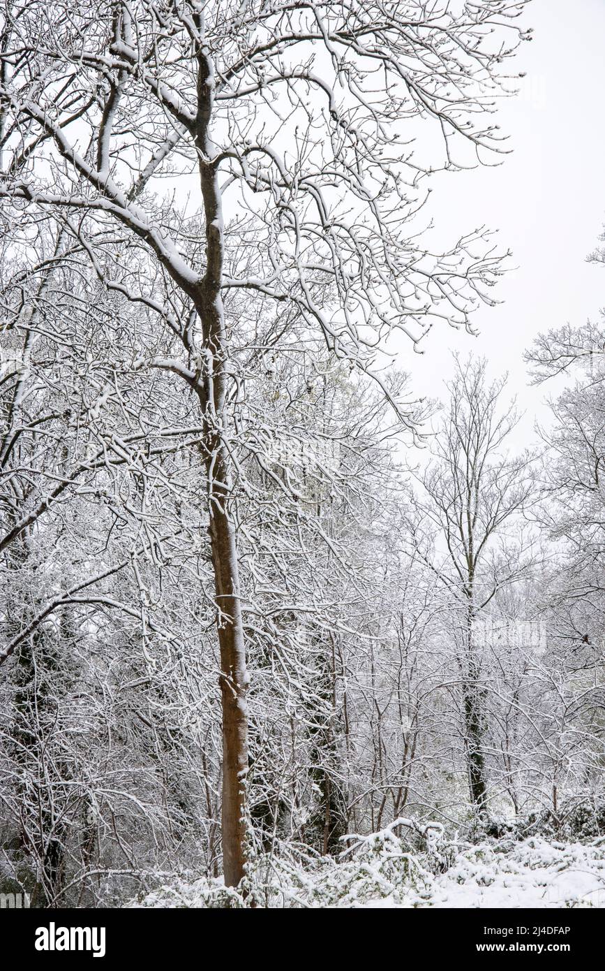 The hague netherlands snow hi-res stock photography and images - Alamy