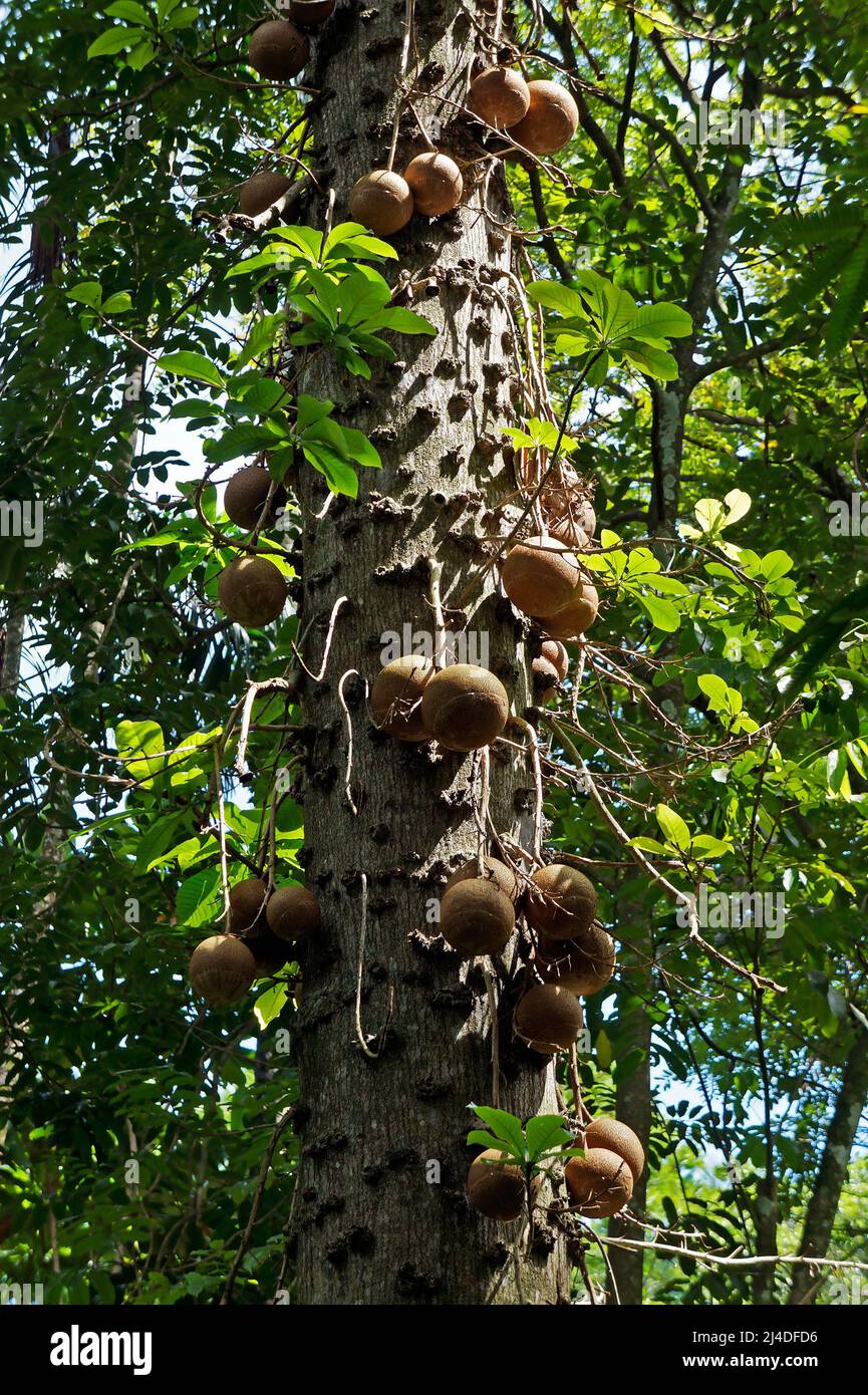 Cannonball tree fruits (Couroupita guianensis) on tropical rainforest ...