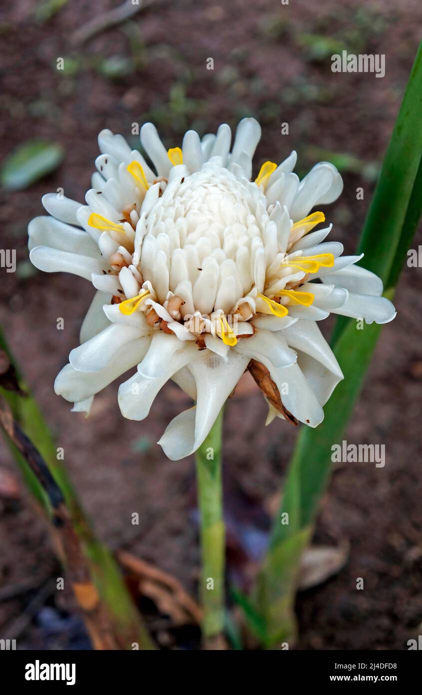 Ginger Flower Cooking