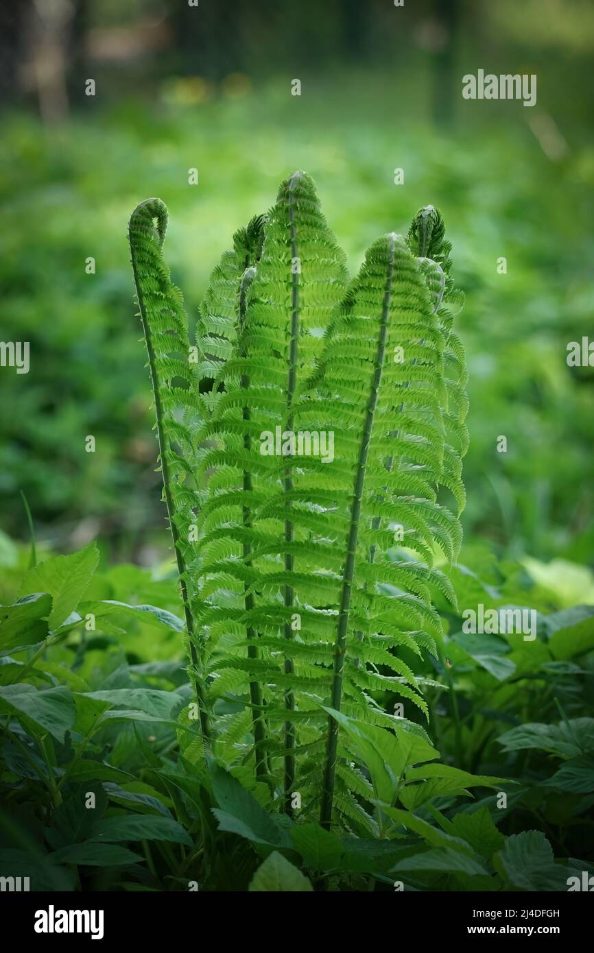 Beautiful fresh young leaf on hi-res stock photography and images - Alamy