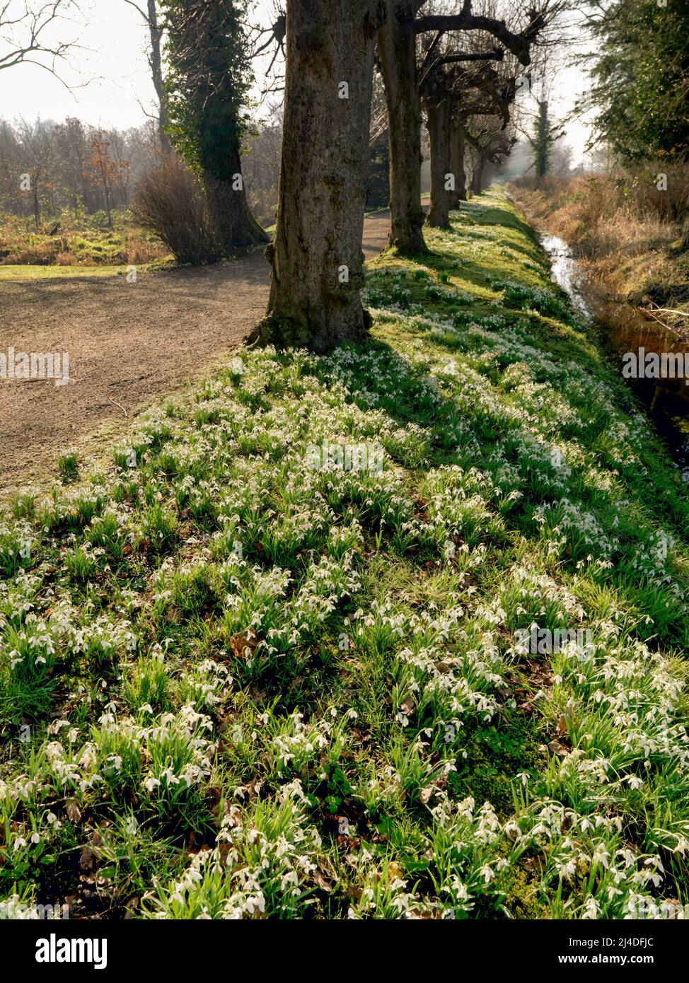 Snowdrops at The Argory, County Armagh, Northern Ireland Stock Photo ...