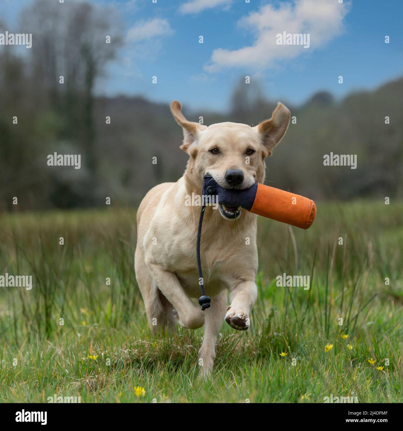 labrador retriever yellow, retrieving a dummy Stock Photo - Alamy