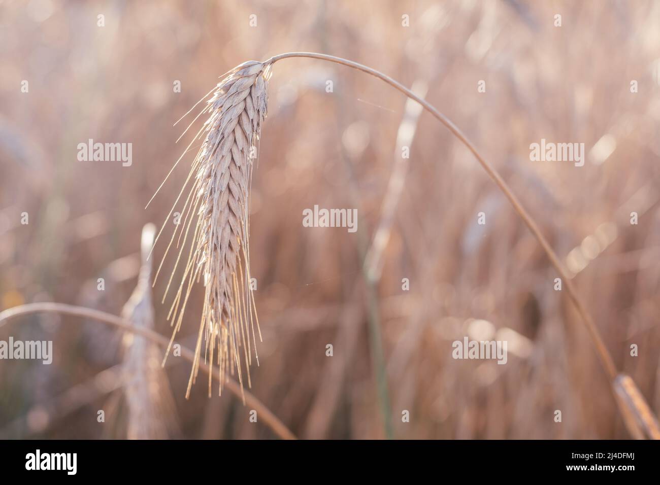 Rural scenery of dry ripe rye spikelets of meadow field in summer ...
