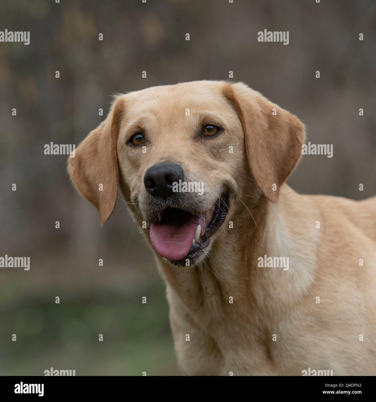 labrador retriever yellow Stock Photo - Alamy