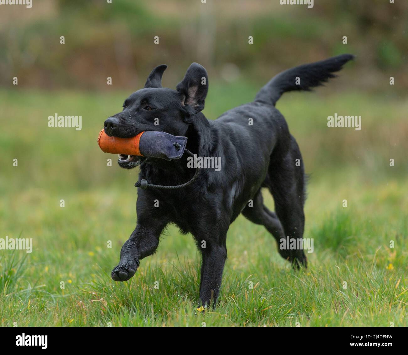 black Labrador Retriever, retrieving a dummy Stock Photo - Alamy