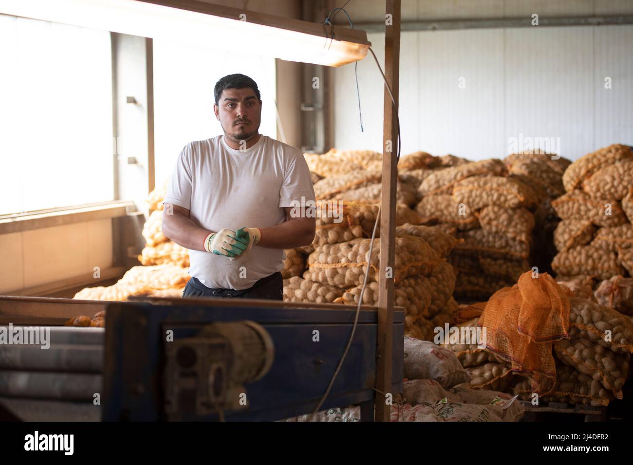 Harvest workers sort potatoes in the potato warehouse Prime Minister ...