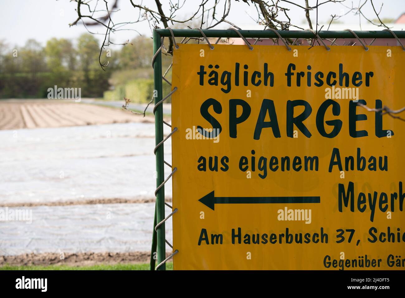 Sign, daily fresh asparagus in front of an asparagus field, feature ...