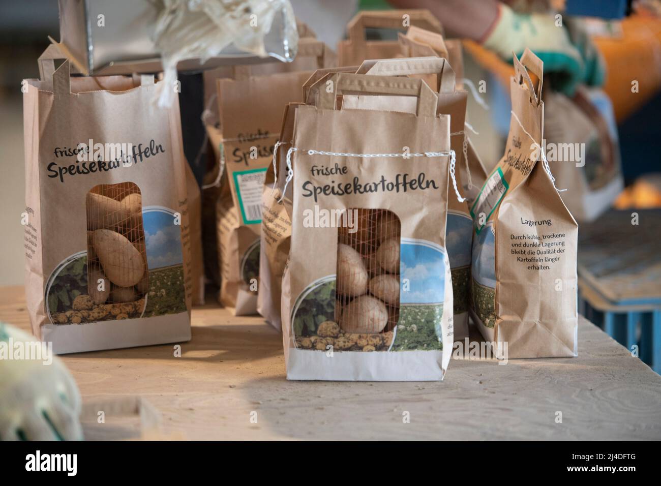Harvest workers pack potatoes into small carrier bags in the potato ...