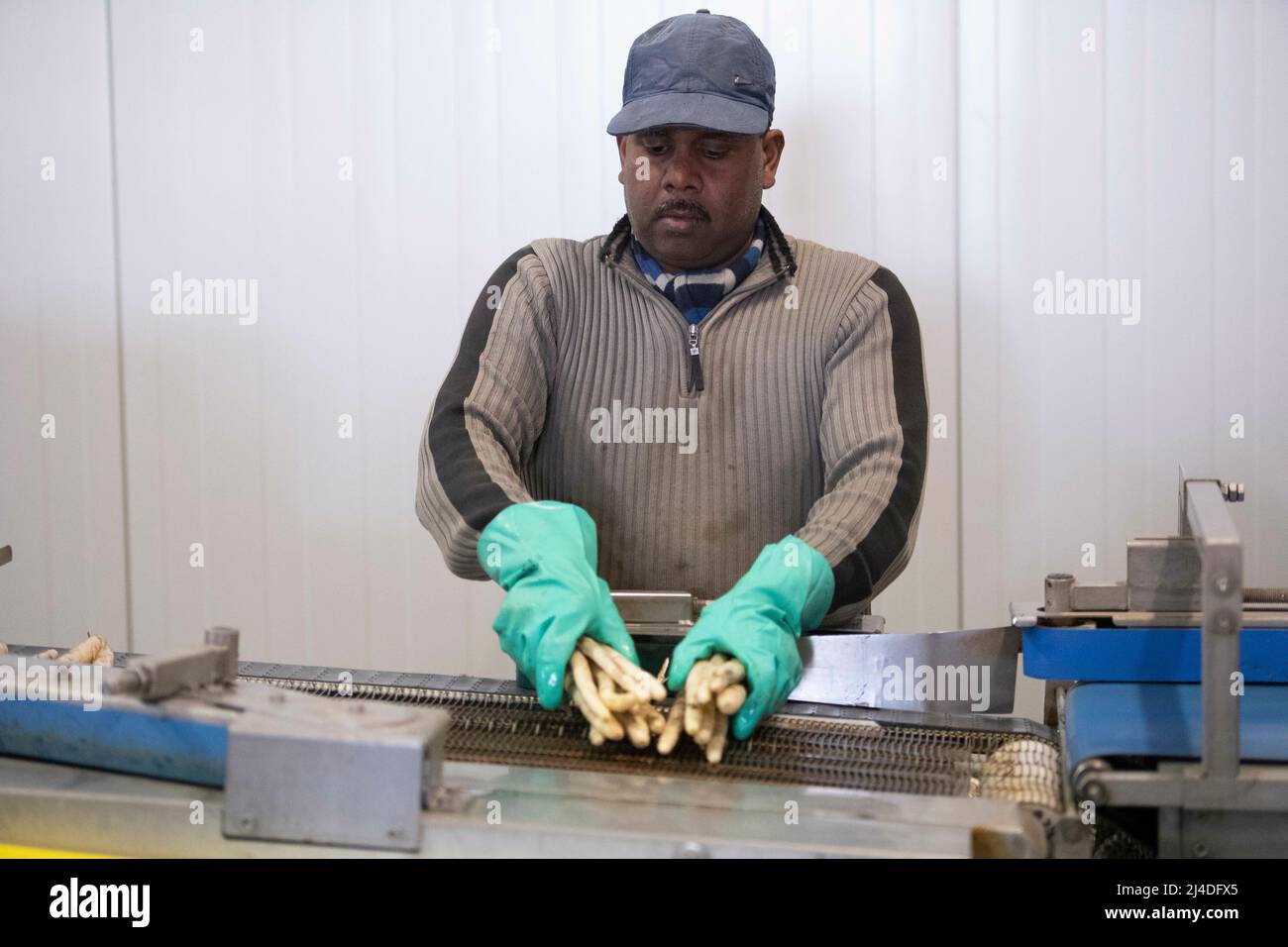 A harvest worker places asparagus on a conveyor belt, Prime Minister ...