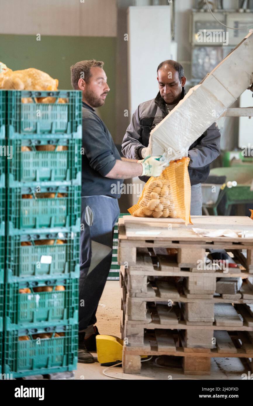 Harvest workers sort potatoes in the potato warehouse Prime Minister ...
