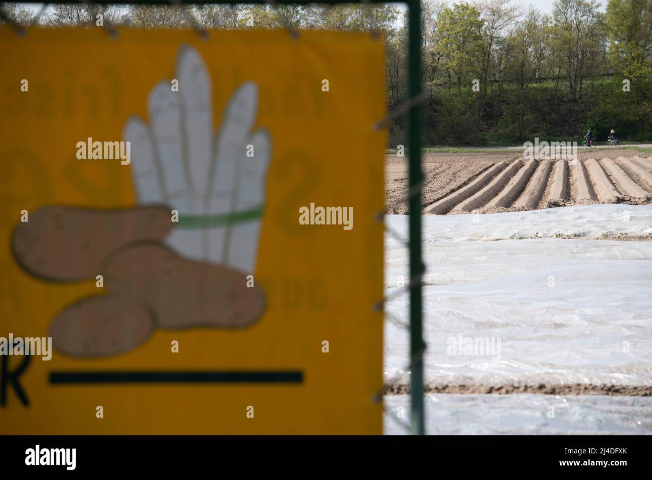 Sign, Daily fresh asparagus with asparagus and potatoes in front of an ...