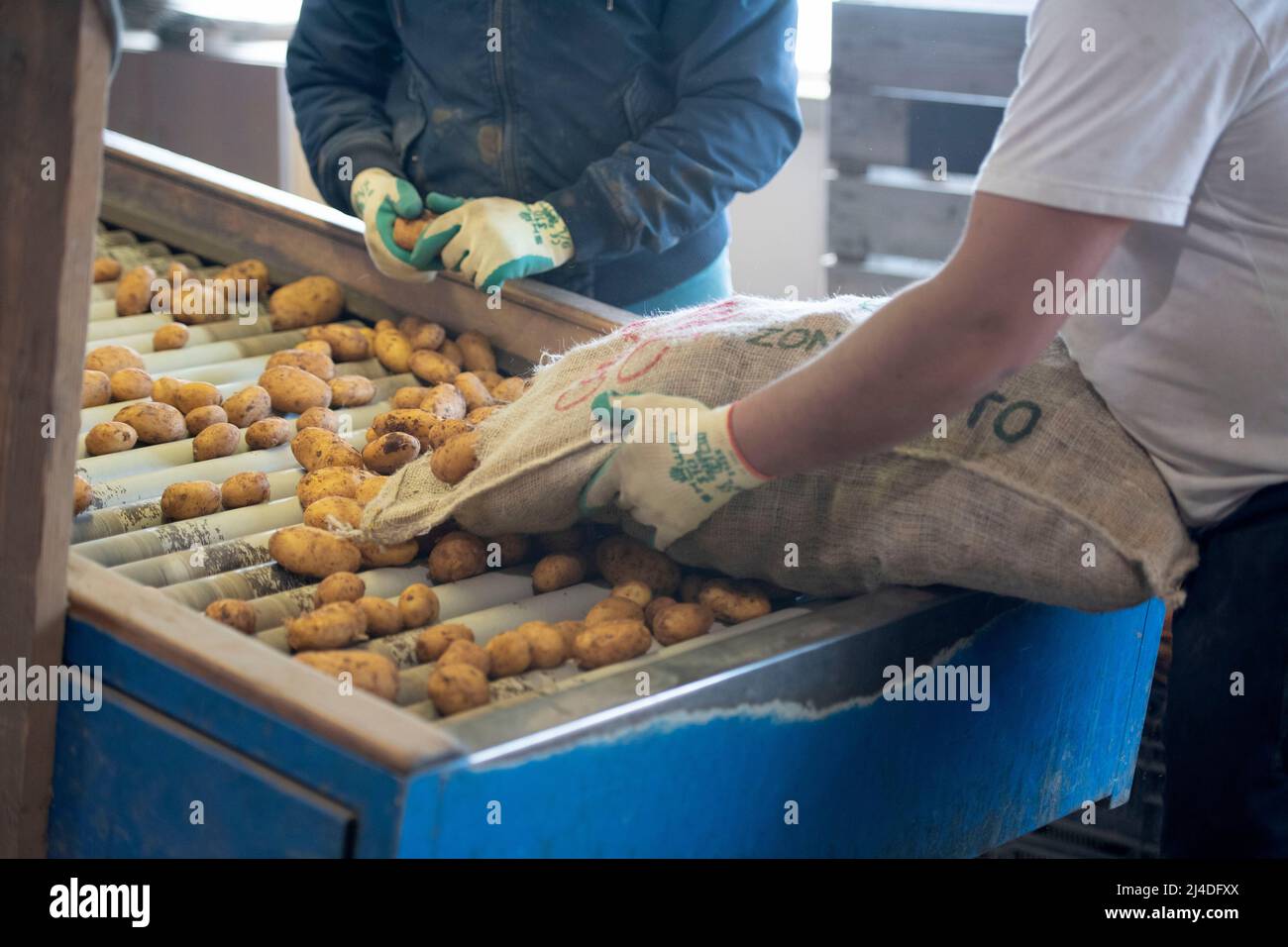 Harvest workers sort potatoes in the potato warehouse Prime Minister ...