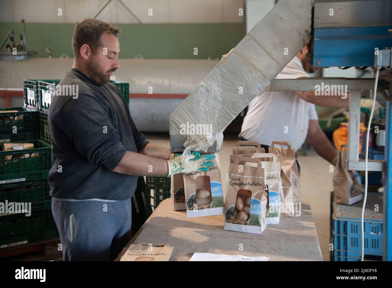 Harvest workers pack potatoes into small carrier bags in the potato ...