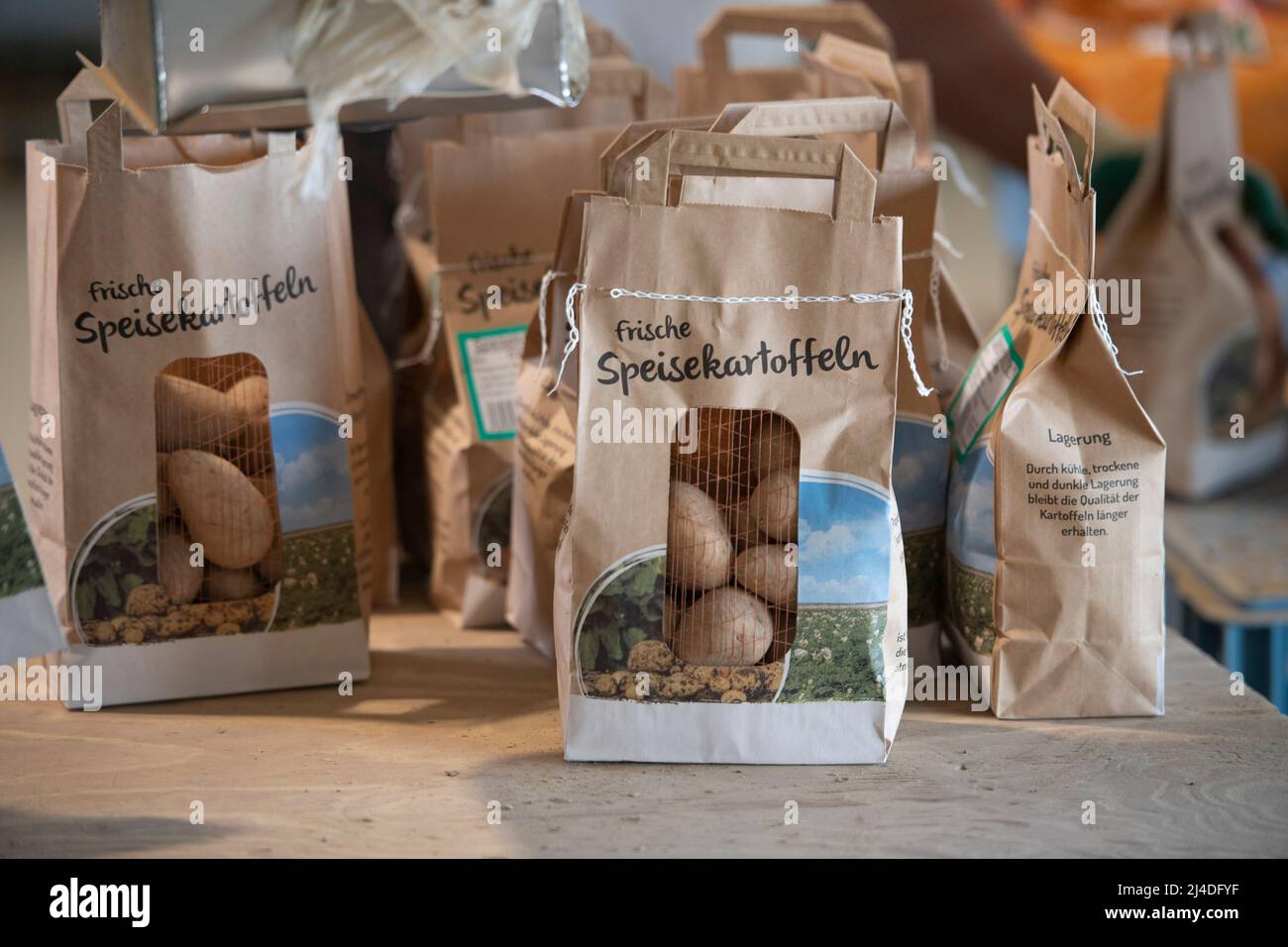 Harvest workers pack potatoes into small carrier bags in the potato ...