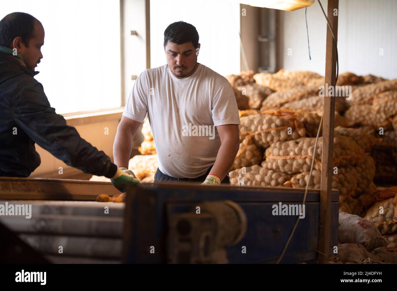 Harvest workers sort potatoes in the potato warehouse Prime Minister ...