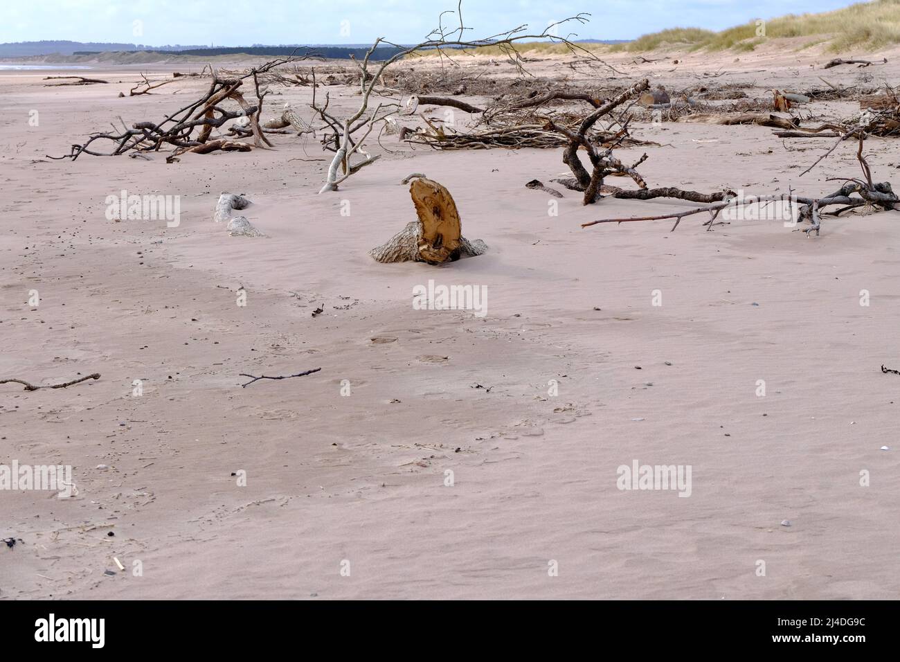 St Cyrus National Nature Reserve Aberdeenshire with protected landscape ...