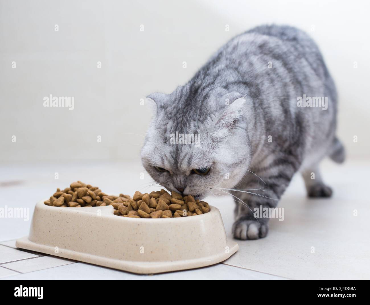 Glutton eating hi-res stock photography and images - Alamy