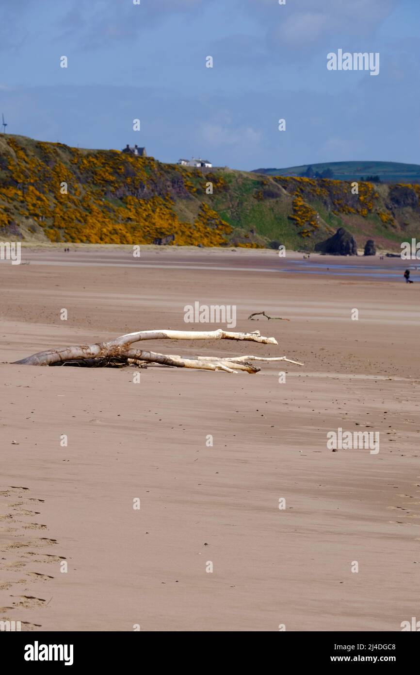 St Cyrus National Nature Reserve Aberdeenshire with protected landscape ...