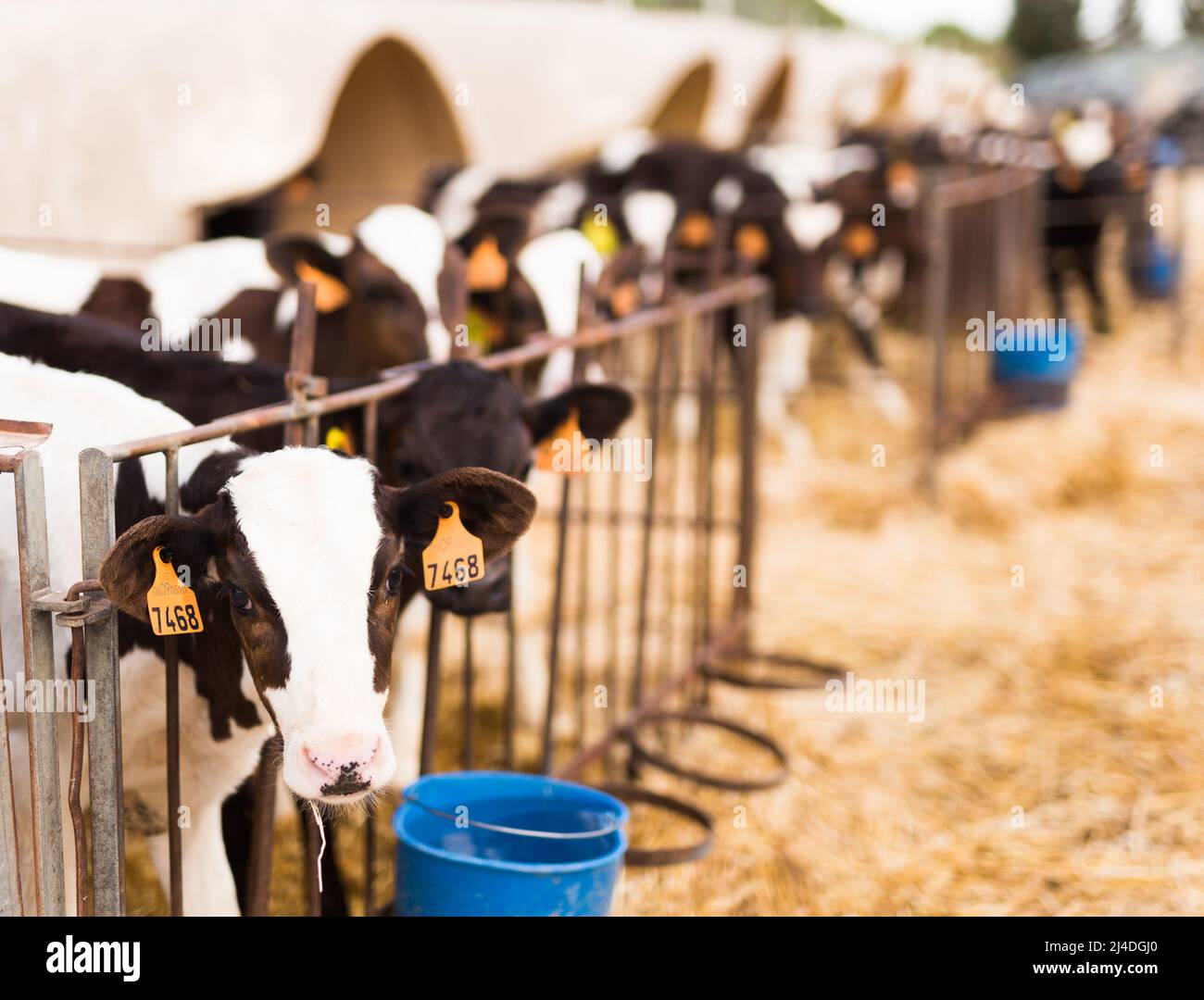 young weekly calves on dairy farm Stock Photo - Alamy