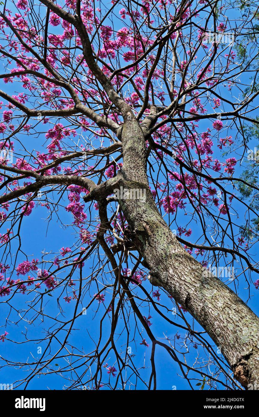 Pink ipe or pink trumpet tree, (Handroanthus impetiginosus Stock Photo ...