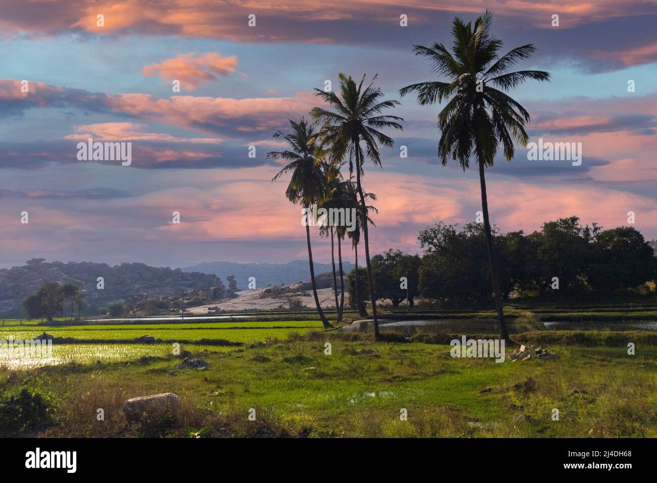 Beautiful coconut tree hi-res stock photography and images - Alamy