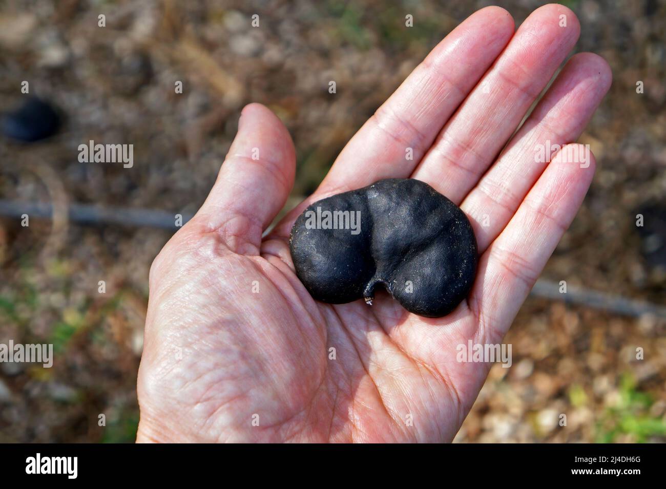 Monkey pod tree hi-res stock photography and images - Alamy