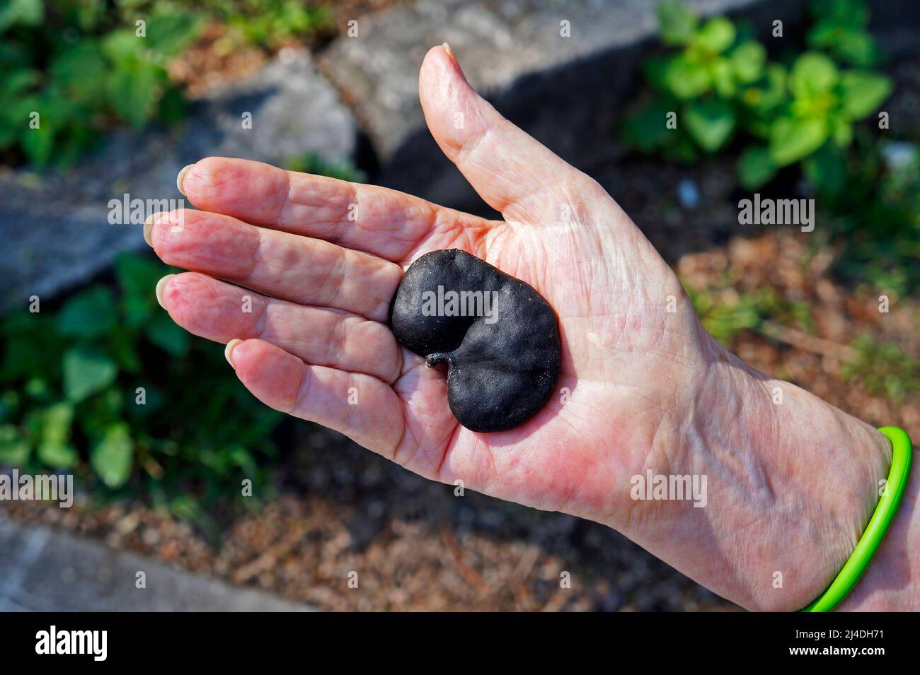 Monkey pod tree hi-res stock photography and images - Alamy