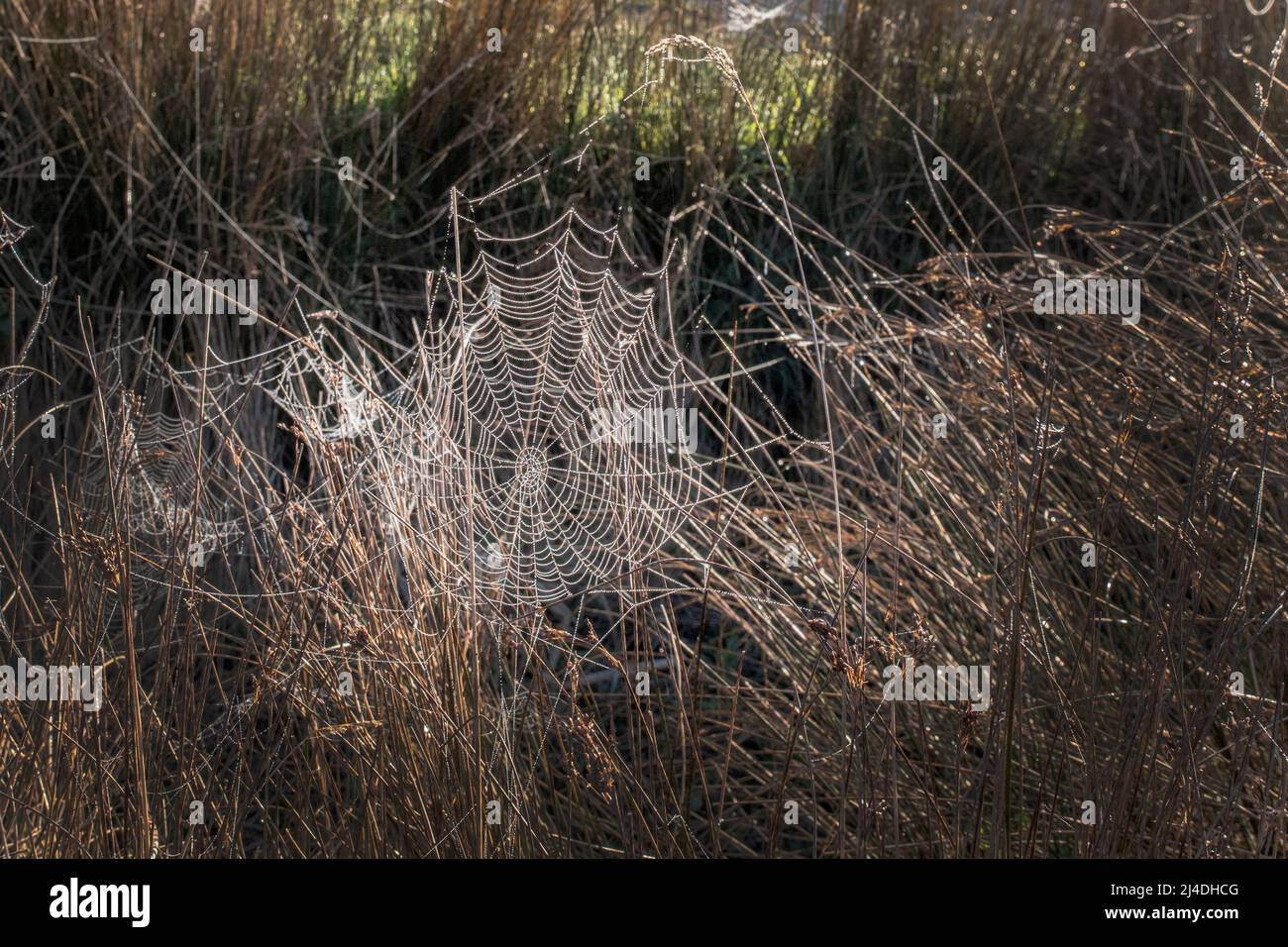 The beauty of a spiders cobweb Stock Photo - Alamy