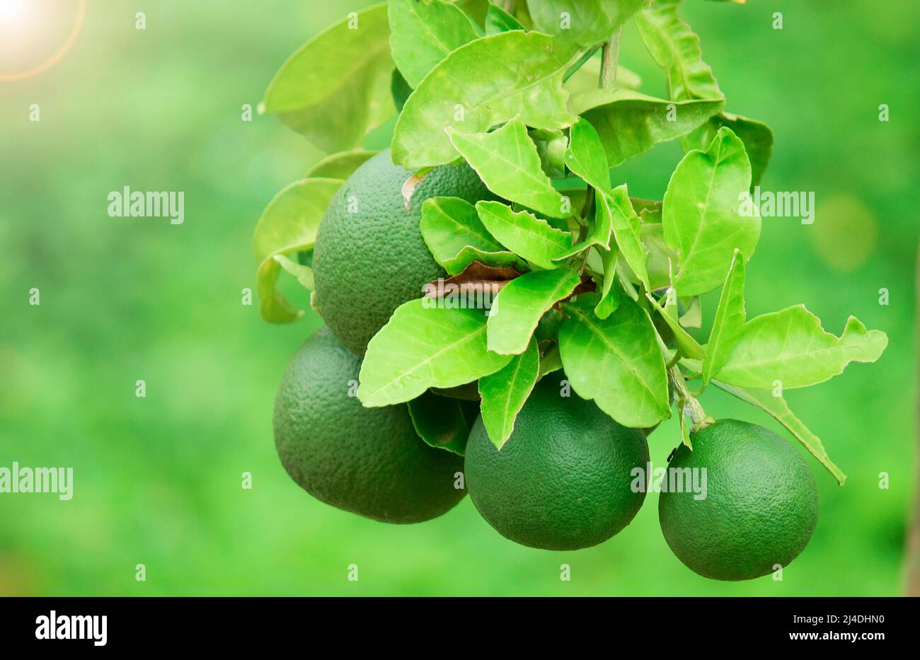 Lime - Close up detail lime green, lime green in the garden Stock Photo ...