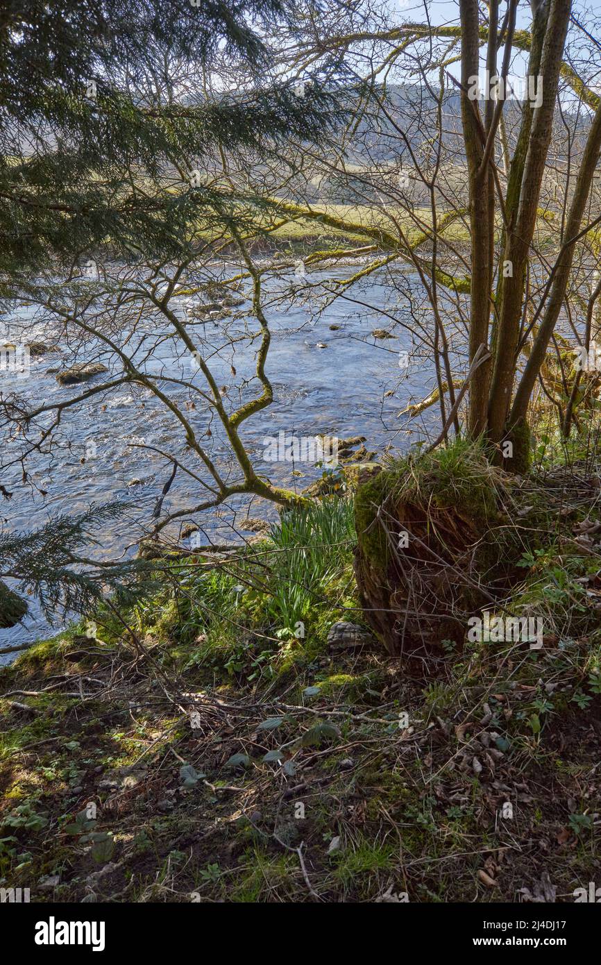View of the River Esk through wooded river side. Upstream from the ...