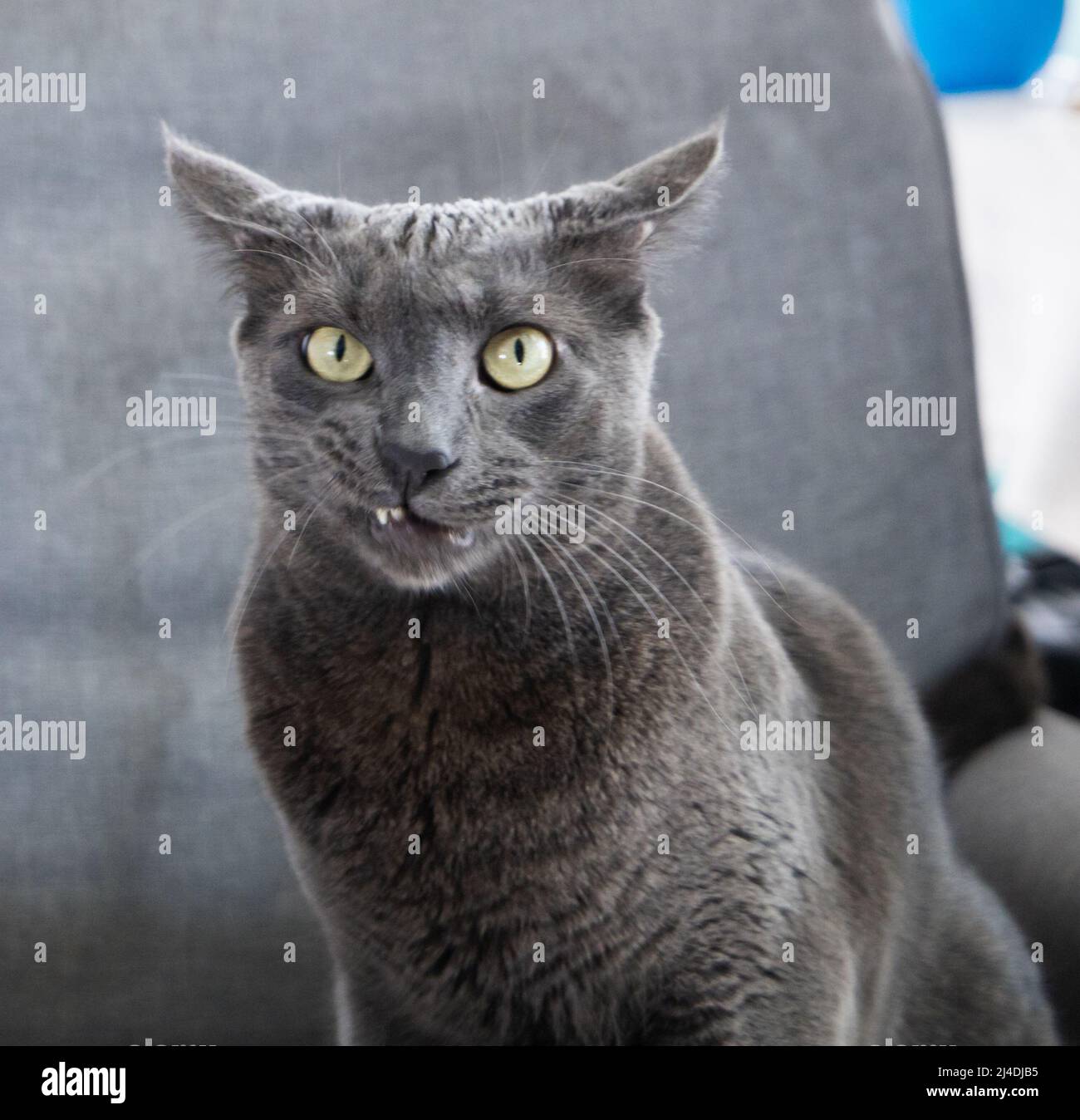 Russian blue cat green eyes hi-res stock photography and images - Alamy