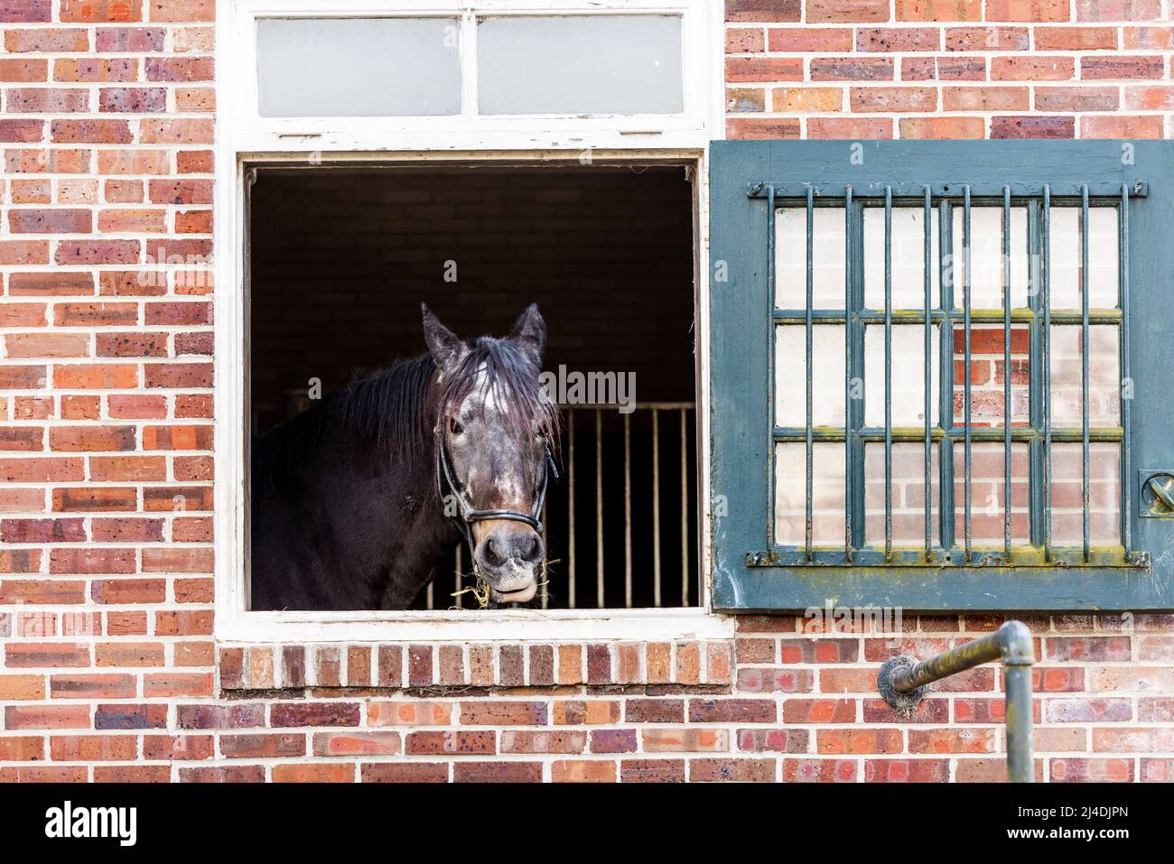 a horse looking out of a brick barn window Stock Photo - Alamy