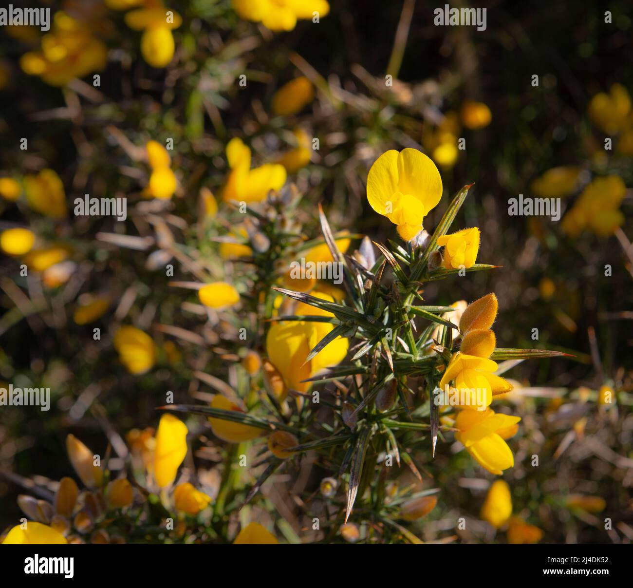 Gorse native shrub hi-res stock photography and images - Alamy