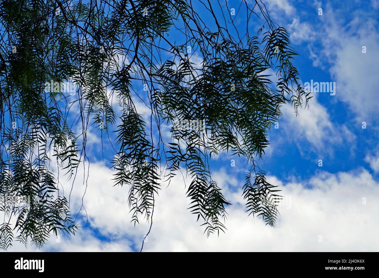 Weeping willow (Salix babylonica) foliage and sky with clouds Stock ...