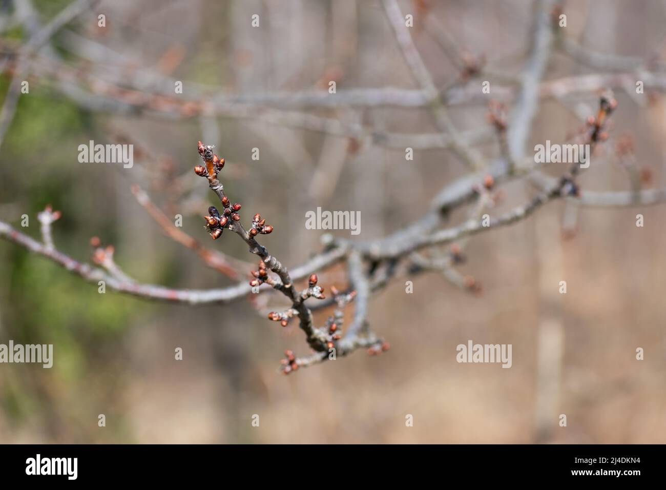 Cherry tree buds hi-res stock photography and images - Alamy