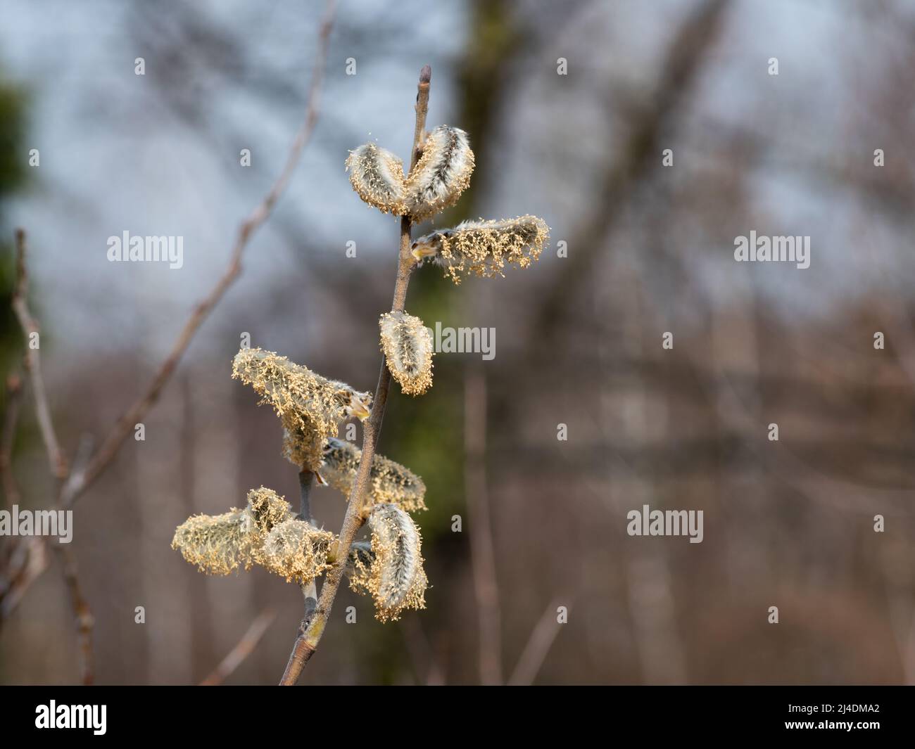 Willow twig with old male flowers, goat willow bloom close up Stock ...