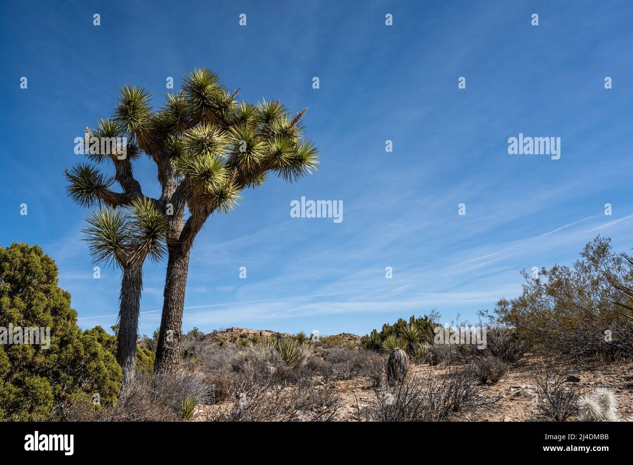 Small Grove of Joshua Trees with Scenery to Right on blue sky day Stock ...