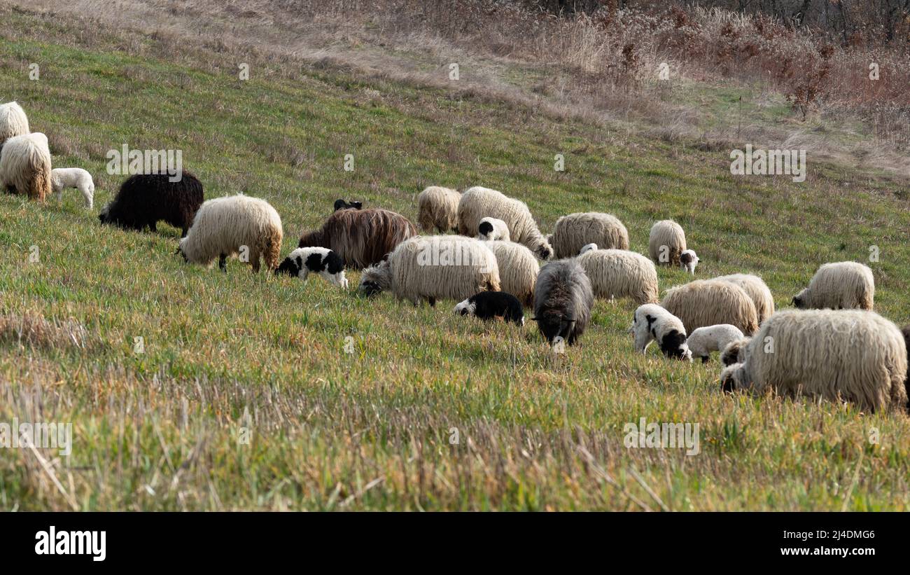 Animal offspring hi-res stock photography and images - Alamy