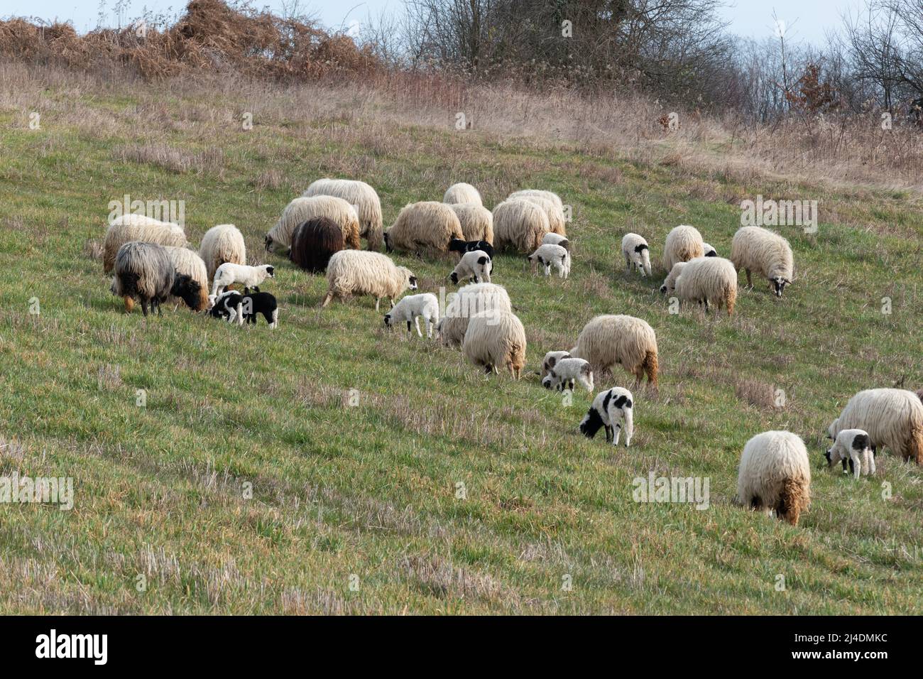 Flock of sheep with lambs grazing grass on hillside in spring, domestic ...